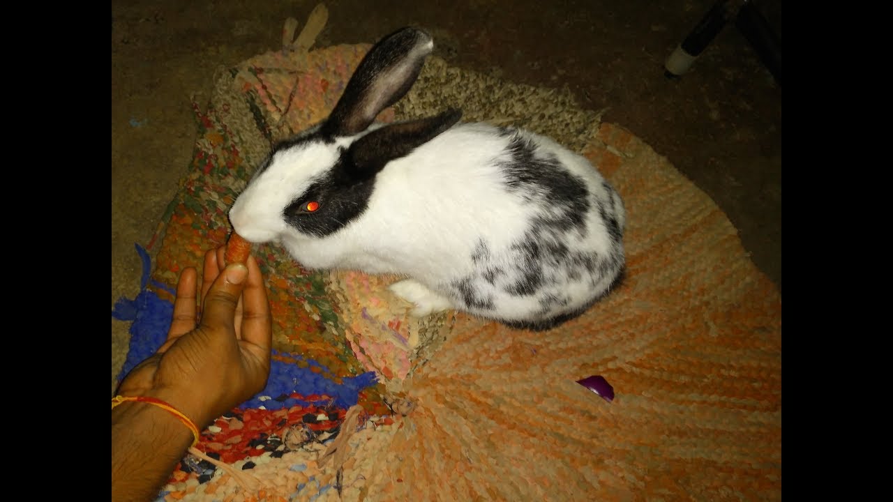 A FUNNY AND CUTE BUNNY COMPILATION 2018 NEW LATEST VIDEOS - YouTube