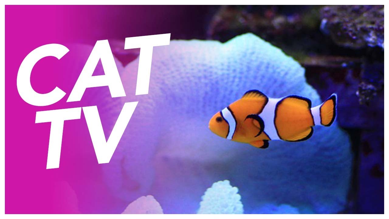 CAT TV - Deep Swimming Adventure Video for Cats 🐟 - Seabed and Coral ...