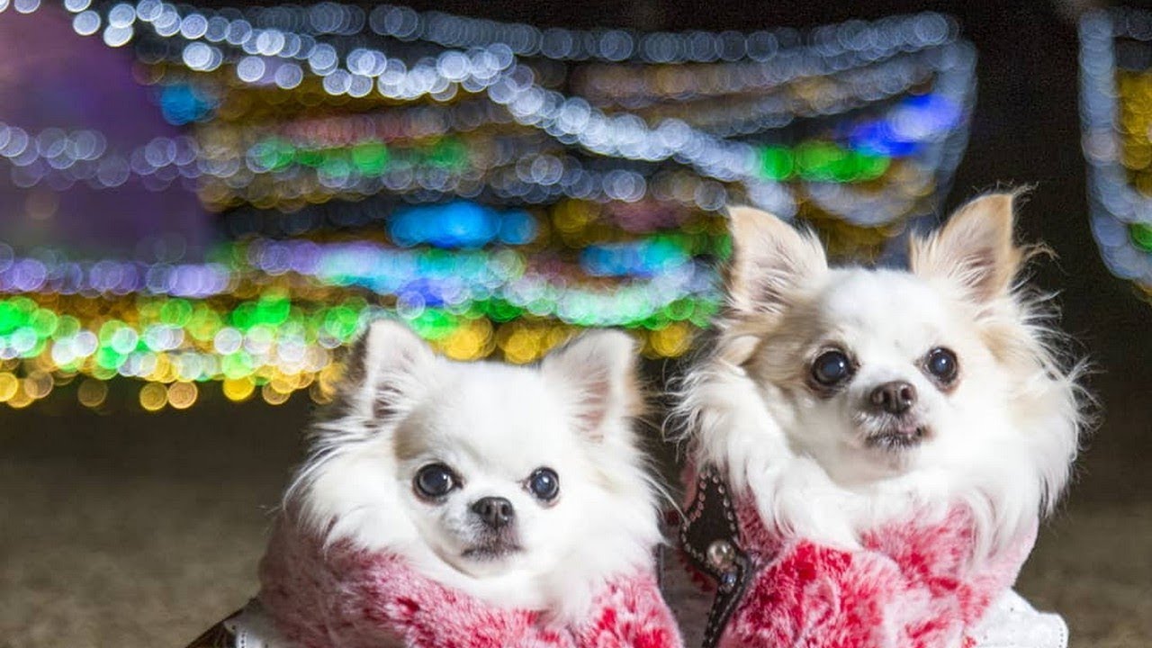 This Cute Animals is Awesome! - IG Pets - YouTube