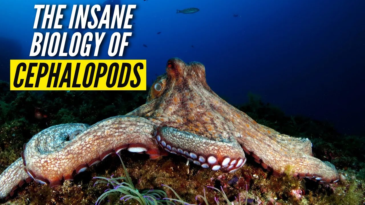 The Extraordinary Biology of Cephalopods - YouTube