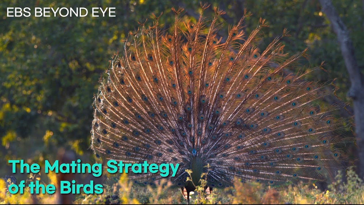 🐦 The Mating Strategy of the Birds - YouTube