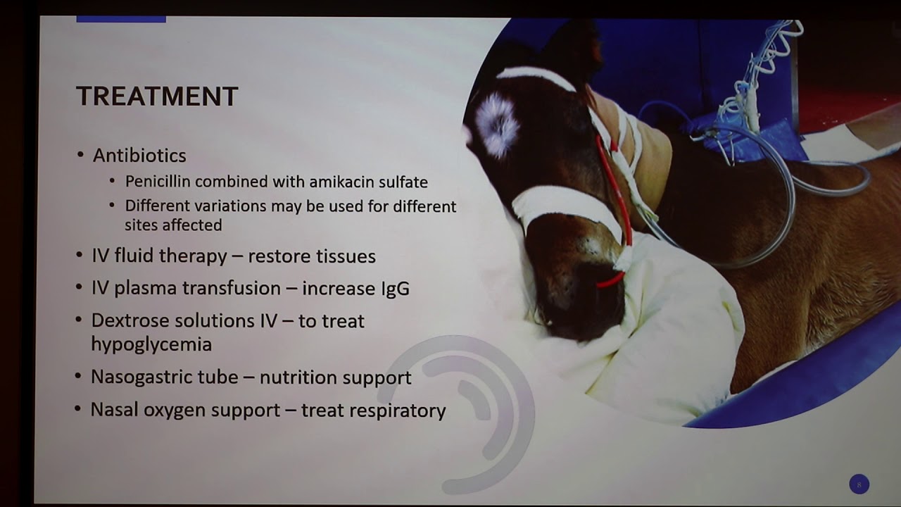 Septicemia in Foals. - YouTube