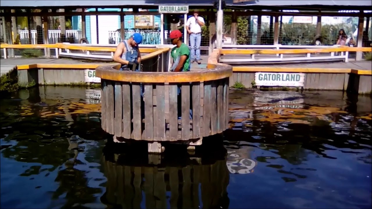 Gatorland Gator feeding by hand at the Jumparoo show - YouTube