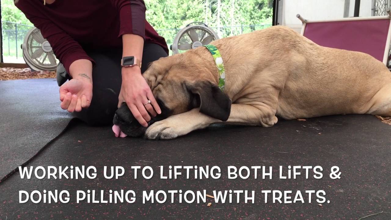 Teach your dog to stay relaxed with the pilling motion. - YouTube