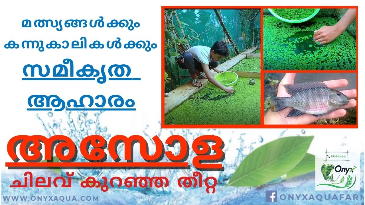 Simple Azolla Farming | Azolla culture | How to culture Azolla | Best ...