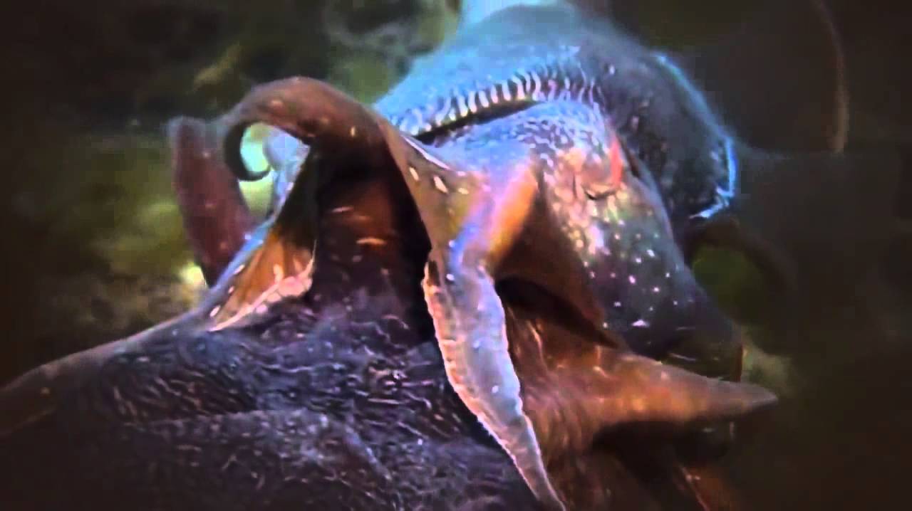 Deep Ocean Wonders Documentary HD - YouTube