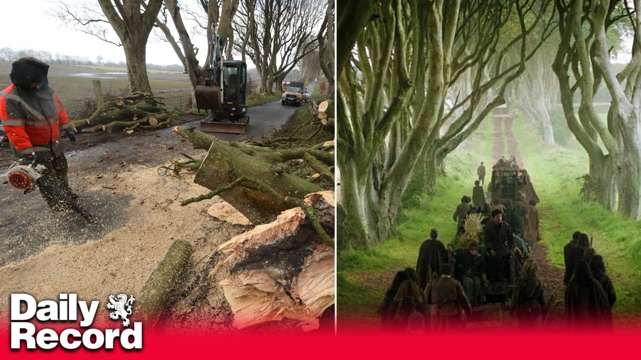 Storm Isha: Trees made famous by Game Of Thrones felled by strong winds ...
