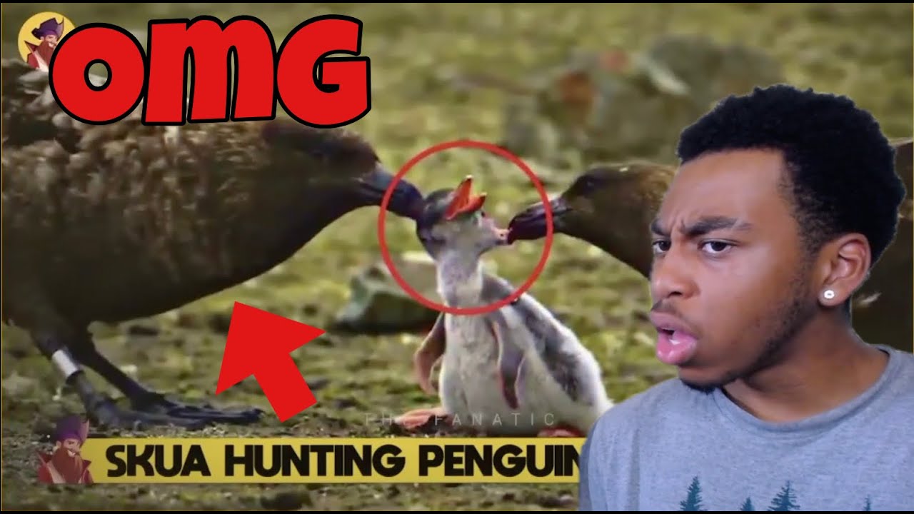 15 INSANELY BRUTAL MOMENTS OF BIRDS HUNTING THEIR PREY | REACTION - YouTube