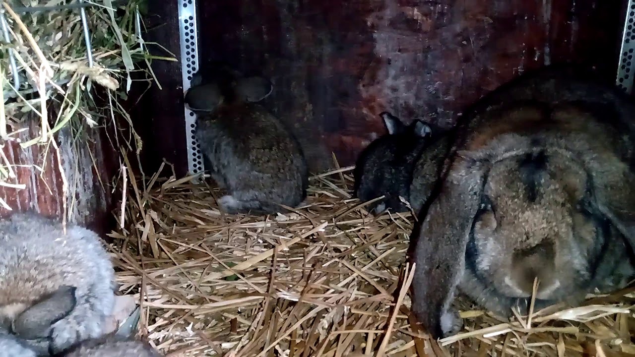 Iepuroiaca Berbec German cu cei 8 puișori - YouTube