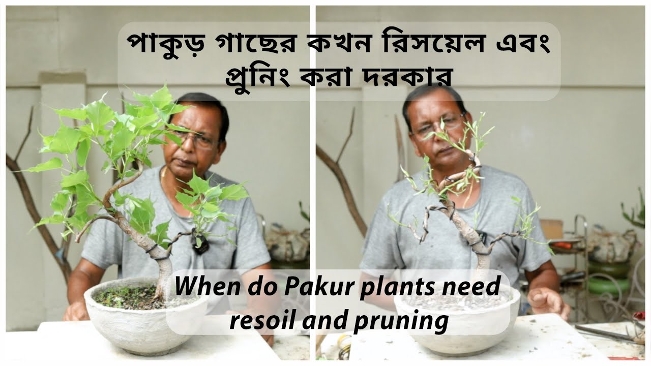 কখন পাকুড় গাছের মাটি পরিবর্তন ও ছাঁটাই প্রয়োজন || When do Pakur ...