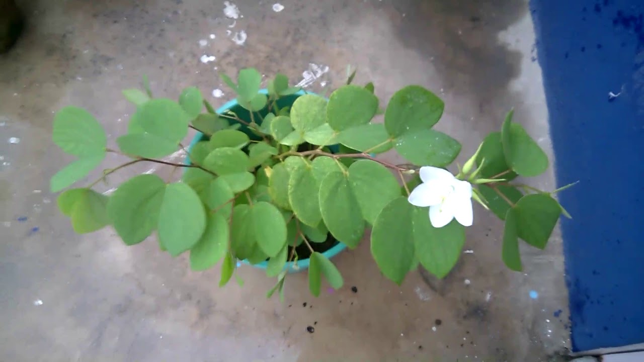 kanchan plant care (Bengali) - YouTube