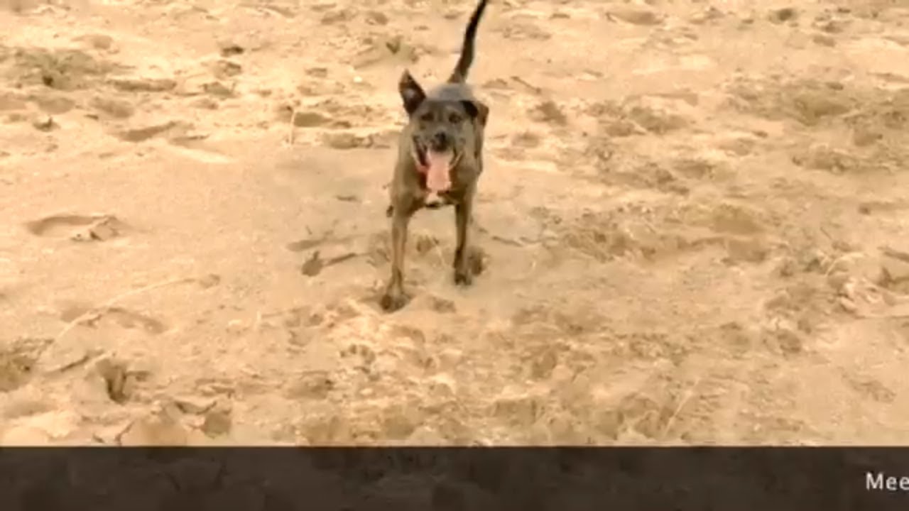 Chasing Cars - Ruby the Rescue Dog's Story - YouTube