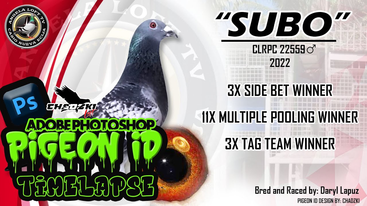 PIGEON ID TIMELAPSE | SUBO@daryllapus - YouTube