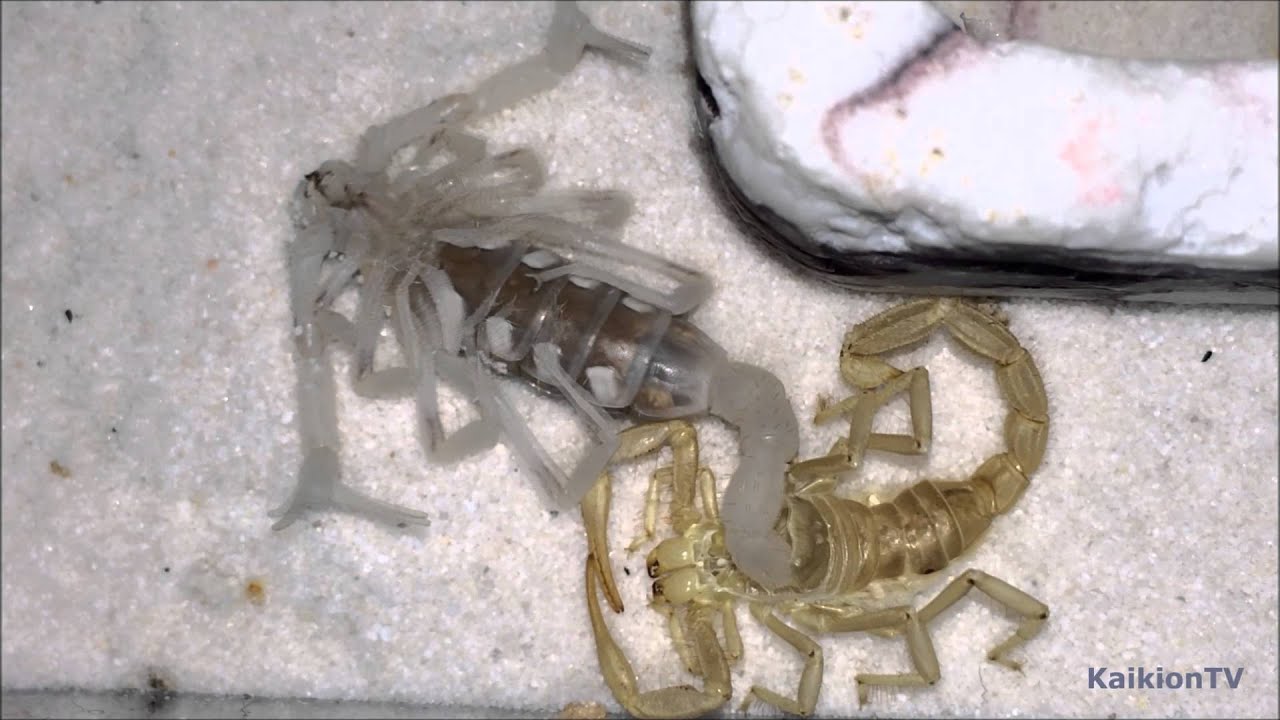 Desert Hairy Scorpion (Hadrurus arizonensis) Molting 8x speed - YouTube