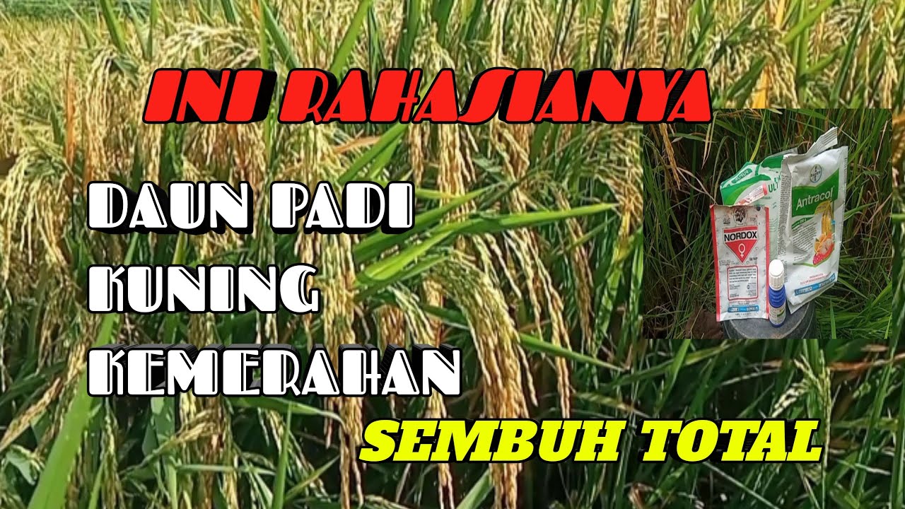 CARA MENGOBATI DAUN PADI KUNING KEMERAHAN - YouTube
