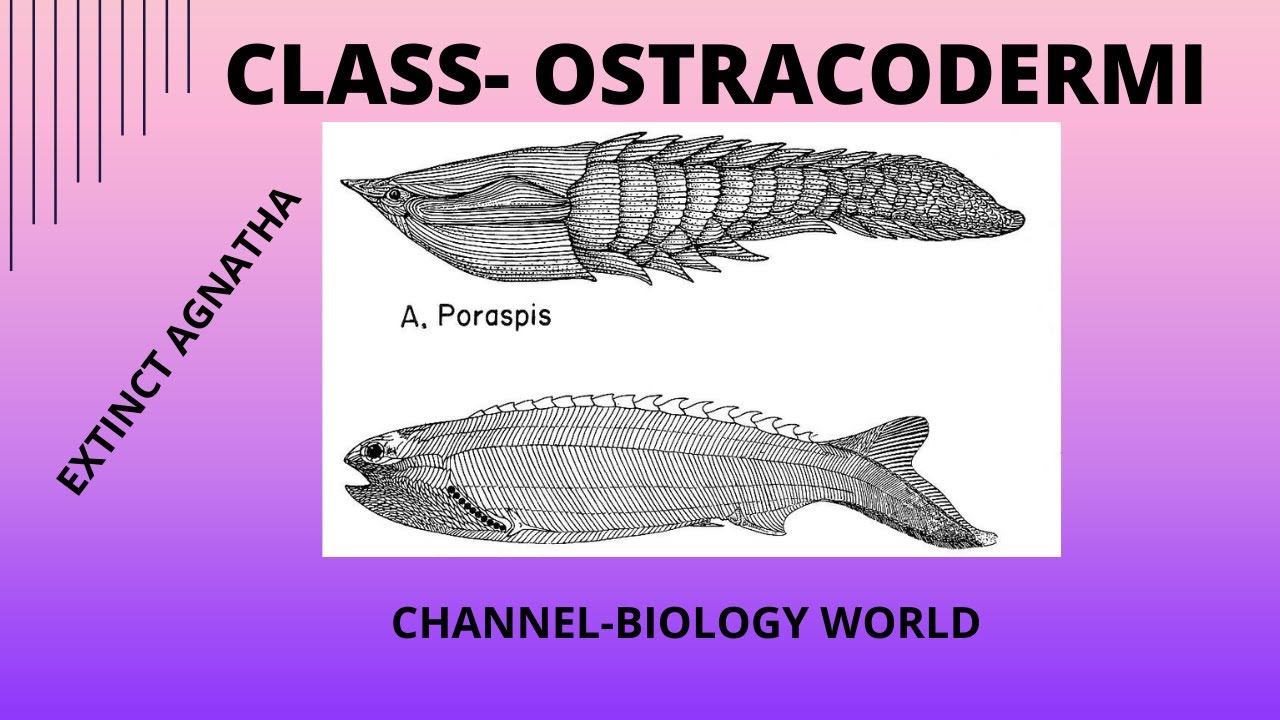 Class- Ostrachodermi | Ostrachodermi | Ostrachoderm Fish ...