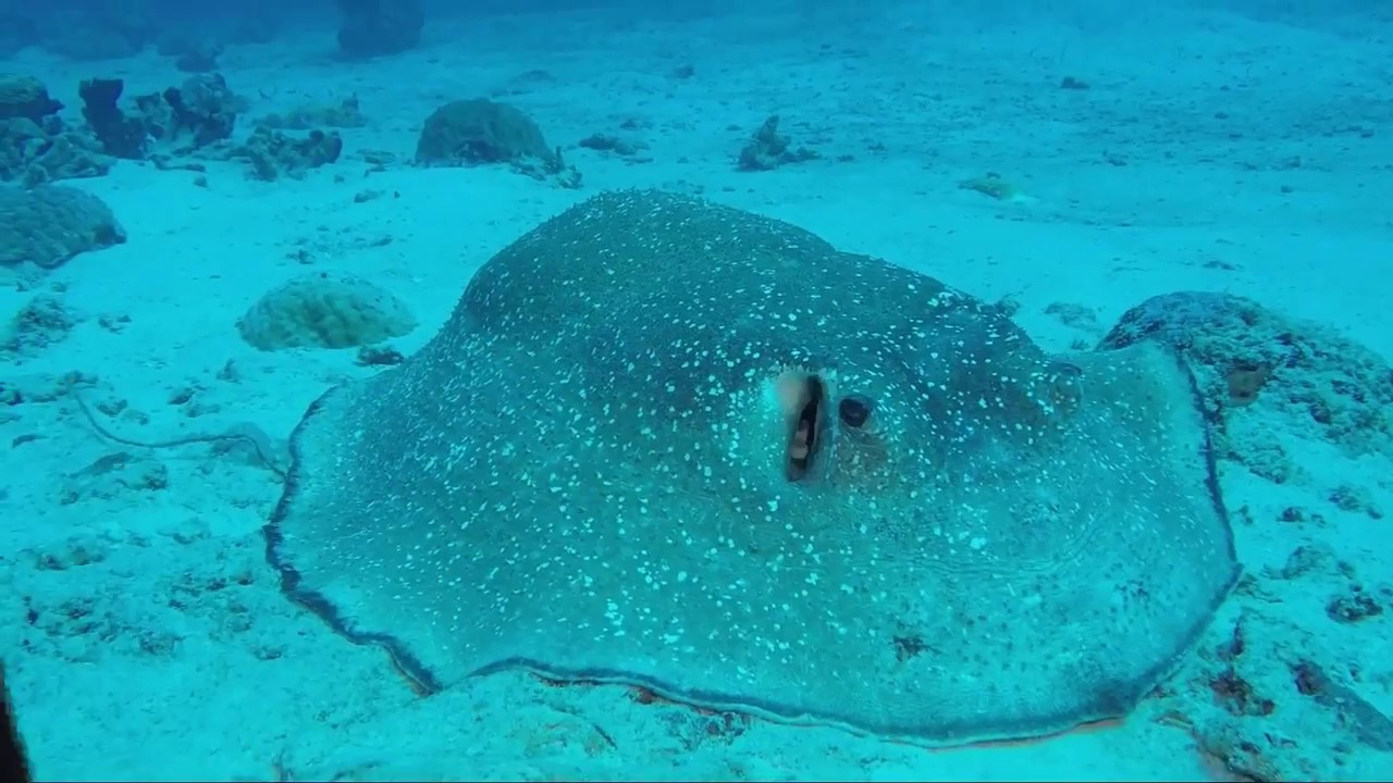 Fiskarna i havet - YouTube