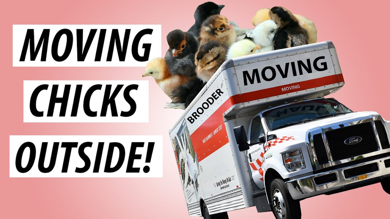 When To Move Chicks Outdoors - Moving Chicks from Indoor Brooder to ...