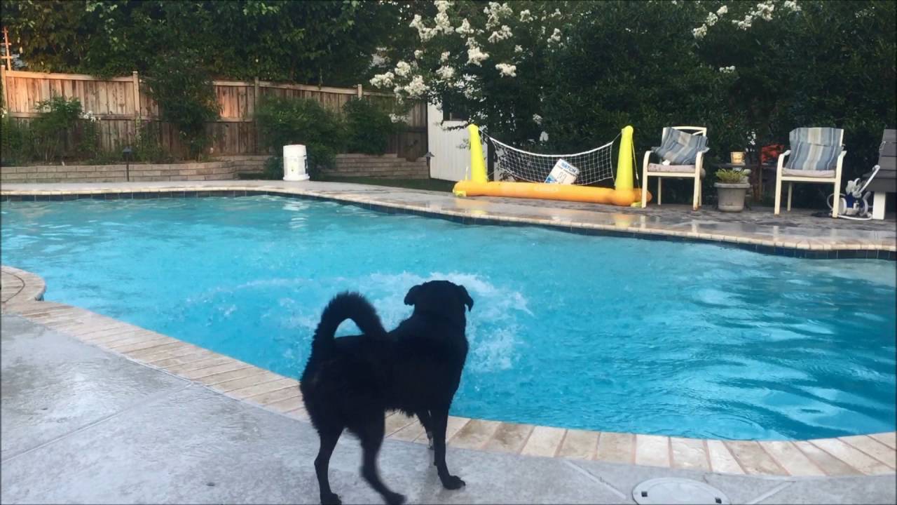 Inground Pool Diving Board Compilation - Swimming Pool Fun - YouTube