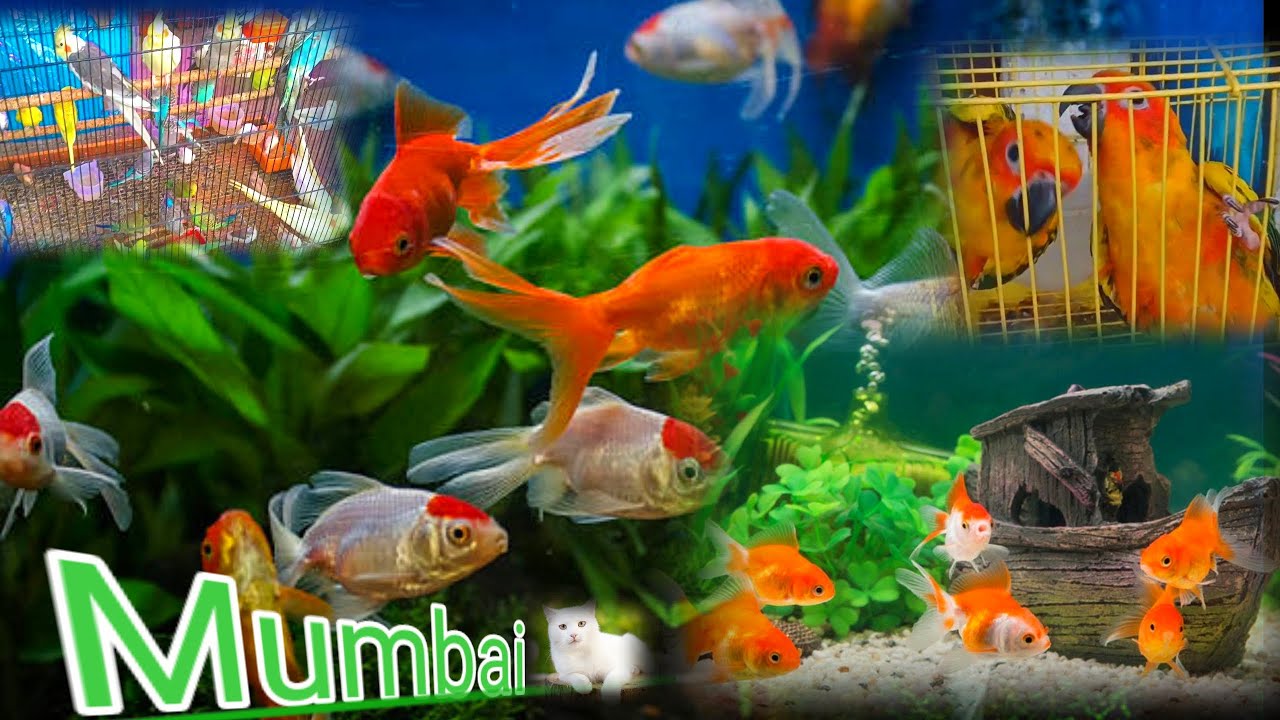 colour Wali Fish Kahan Milti hai ! White bolne wala tota . Tota . # ...