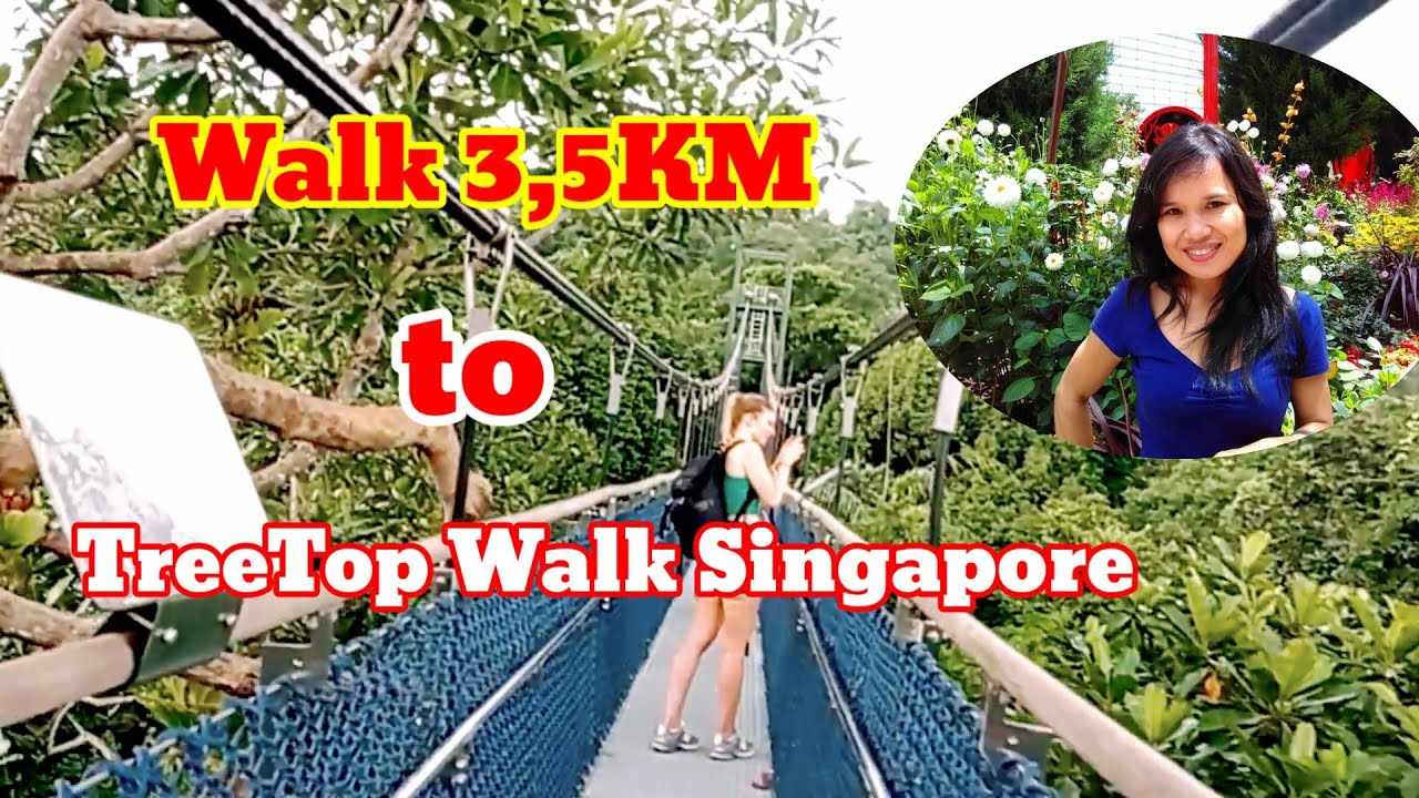 treetop-walk-singapore-walk-3-5km-treetopwalk-update2022-youtube