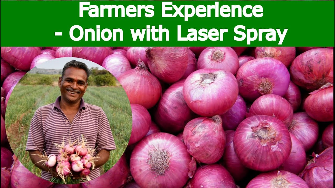 ONION farmer’s Experience of using Laser Spray (Rain Pipe / Rain Hose ...
