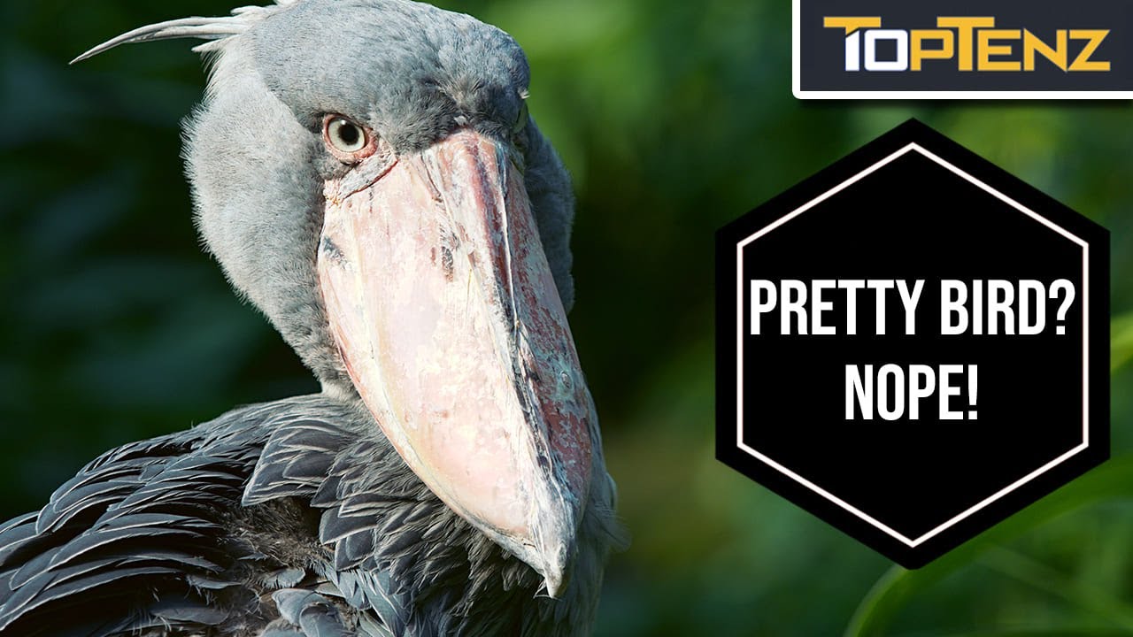 10 Birds with a Horrifying Dark Side - YouTube