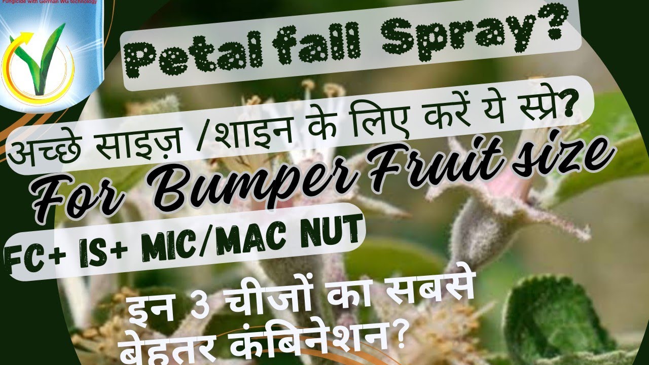 Petal fall Spray In Apple! Best Combination! अच्छे साइज़ व शाइन के लिए ...