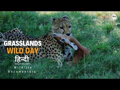 Grasslands, Wild Day - हिन्दी डॉक्यूमेंट्री | Wildlife documentary in Hindi