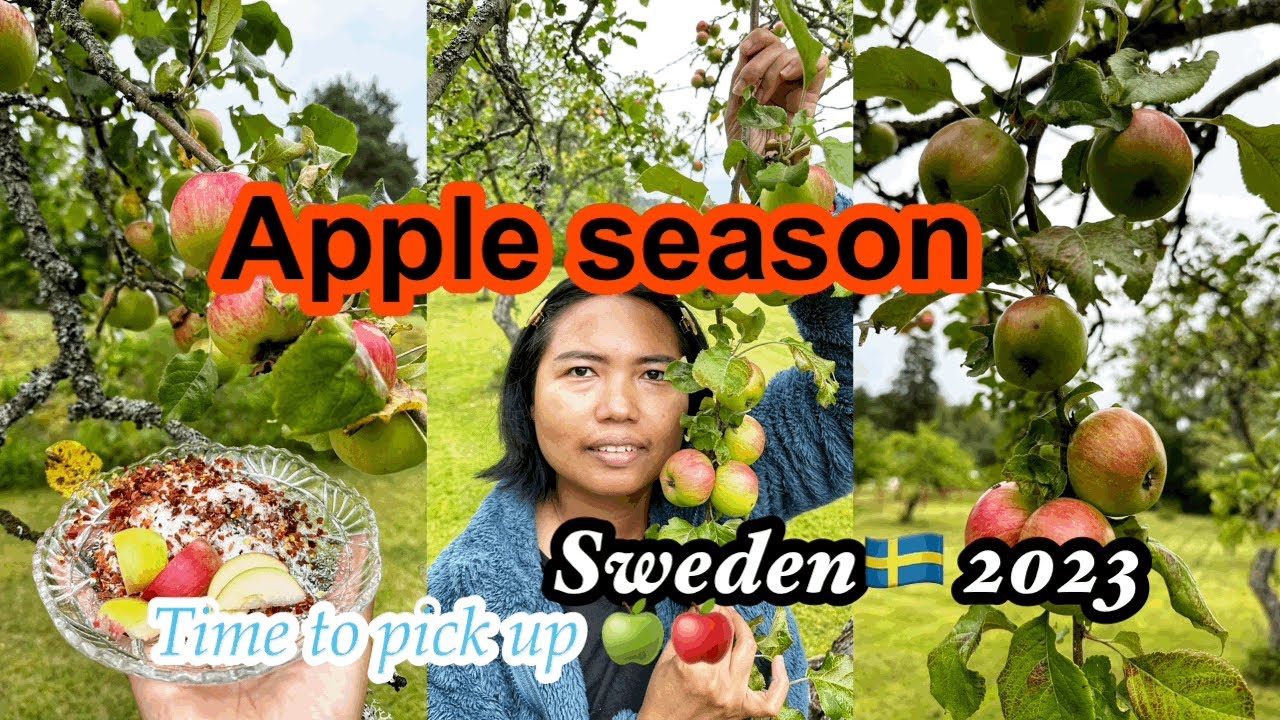 Time to pick up apple season 2023 in Sweden ฤดูกาลเก็บแอปเปิ้ลมาถึงแล้ว ...