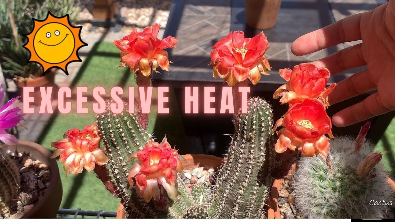 🥵Cactus Flowering under Excessive Heat🥵 | #mythinglogic #excessiveheat ...