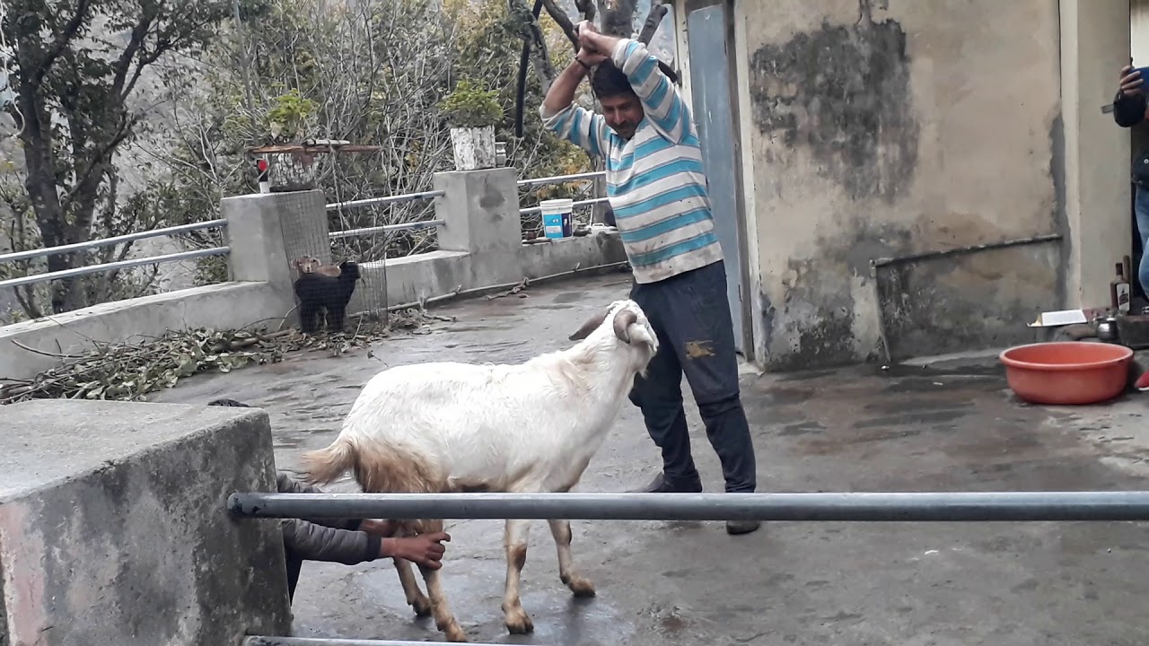 Jonsari bakra cutting - YouTube