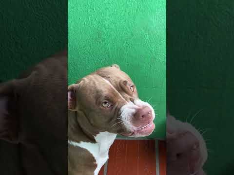 Como te hizo el gato los dientes? 🤭🤭🥰 #tyralapit #tyra #viral