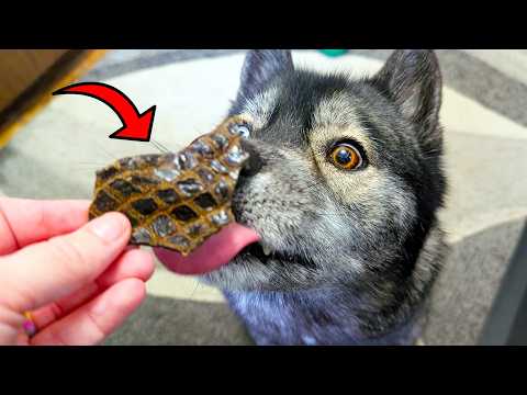 My Dog Goes CRAZY for These CRUNCHY Dog Treats!