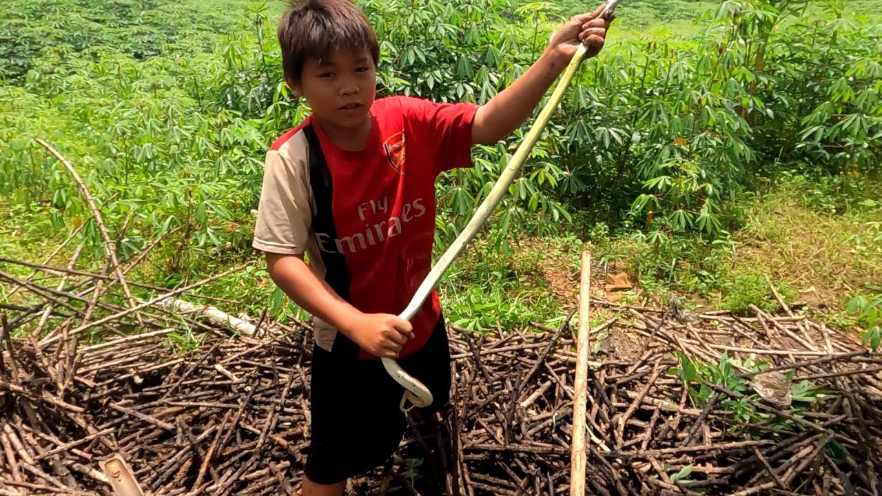 ออกไร่ได้งูสิงมื้อนี้ - YouTube