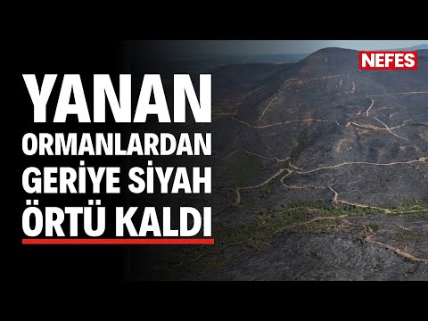 Menderes ve Seferihisar'da yanan ormanlardan geriye siyah örtü kaldı