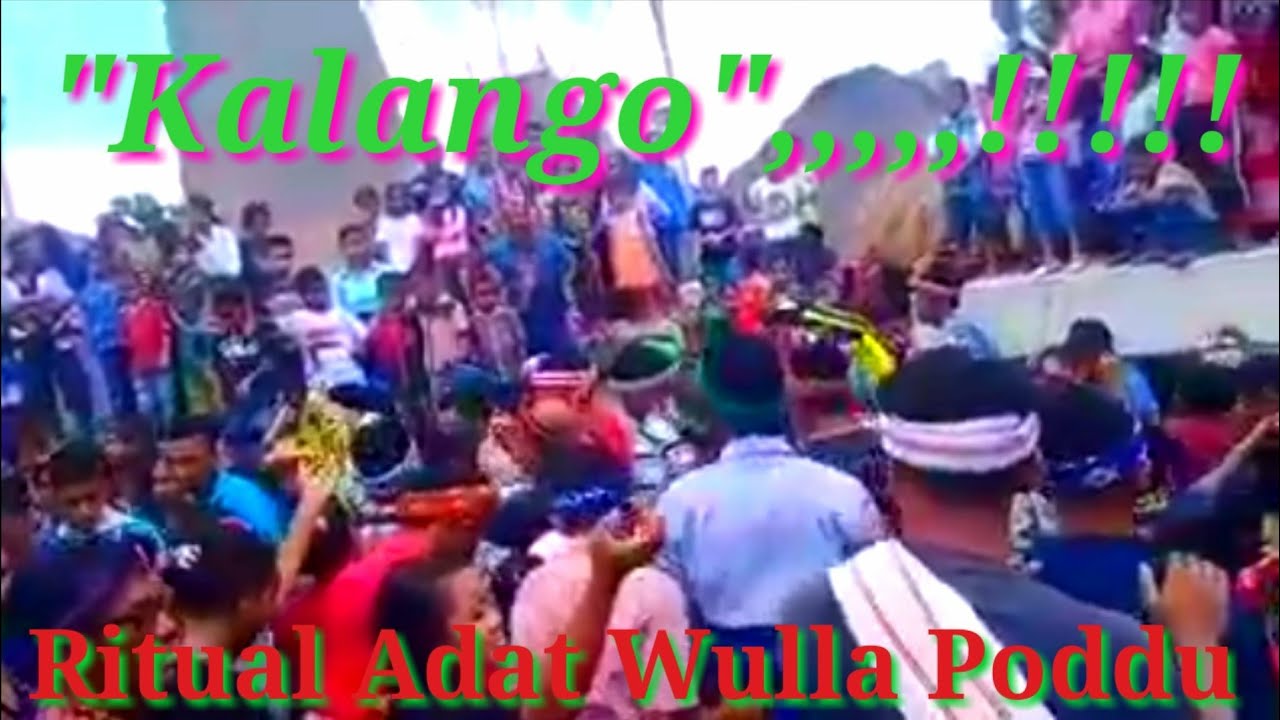 BUDAYA SUMBA // RITUAL ADAT WULLA PODDU // SUKU LOLI DI KAMPUNG TARUNG ...