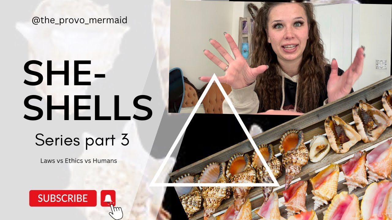 She-Shells part 3: Seashell LAWS vs. ETHICS? - YouTube