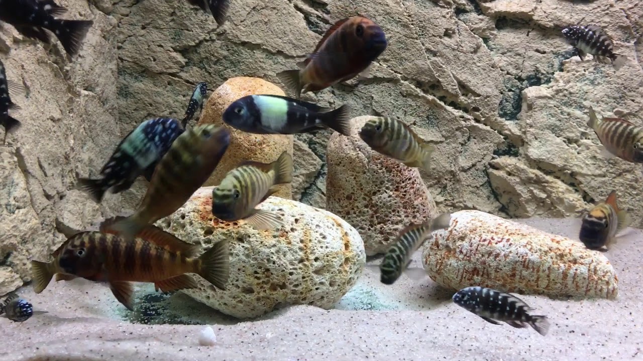 Tropheus sp. red Kachese and Tropheus duboisi Halembe F1 groups ...