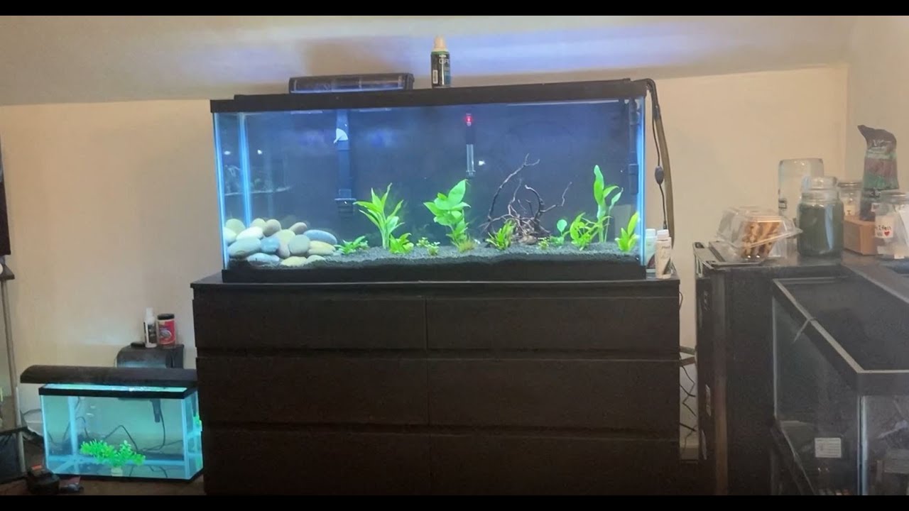 55 Gallon Cichlid Tank