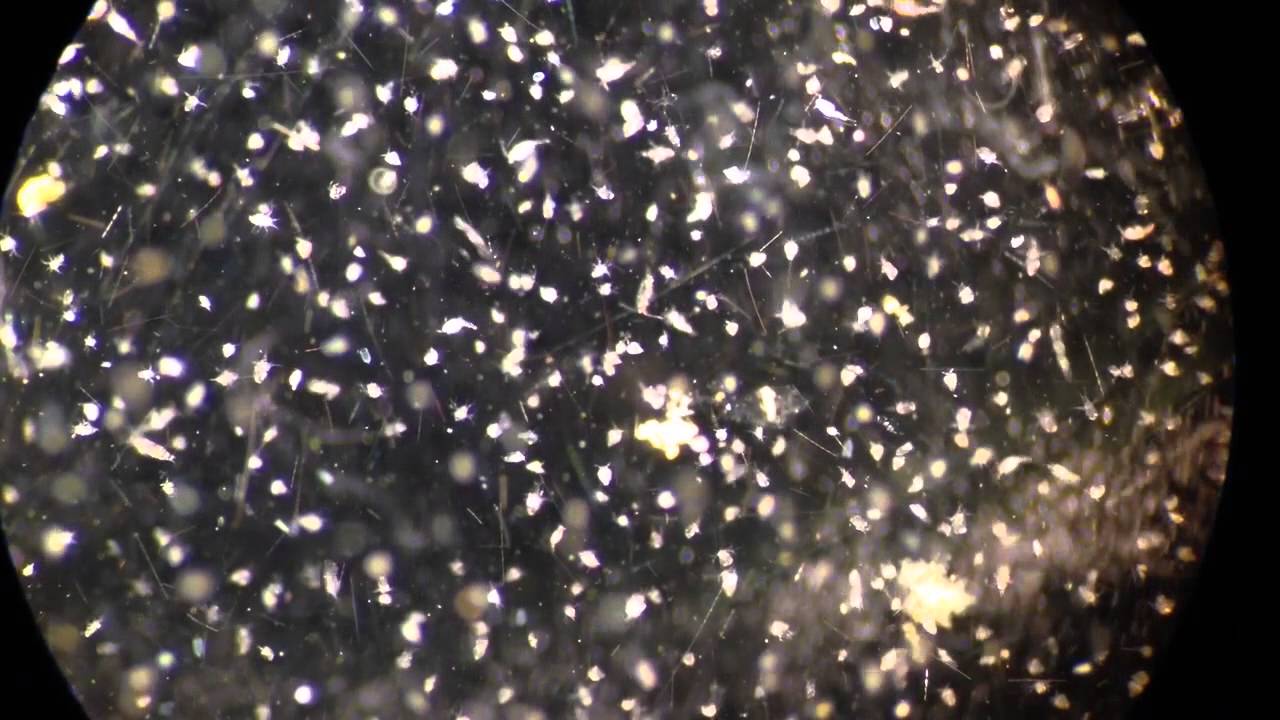 Plankton sample - YouTube