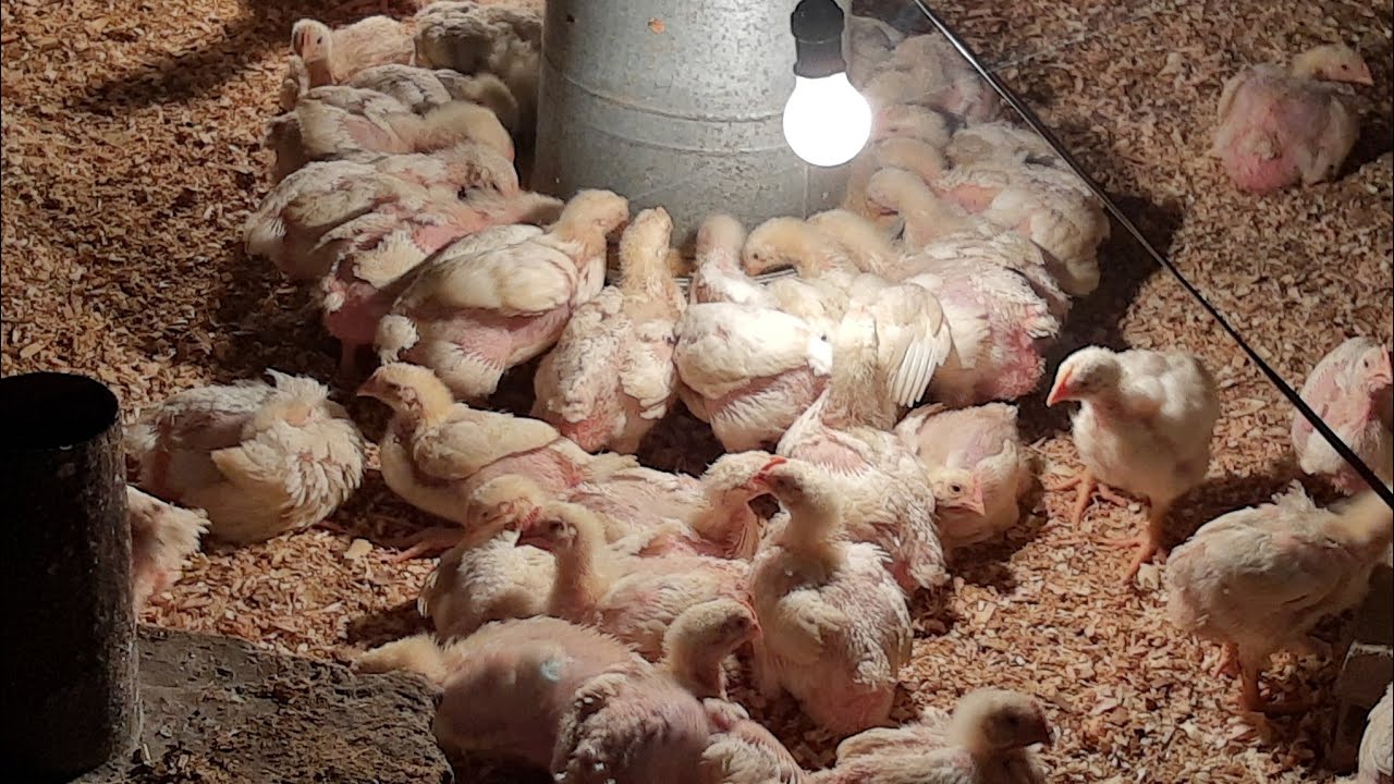 Mis 400 pollitos de engorde día 21 🐥 - YouTube