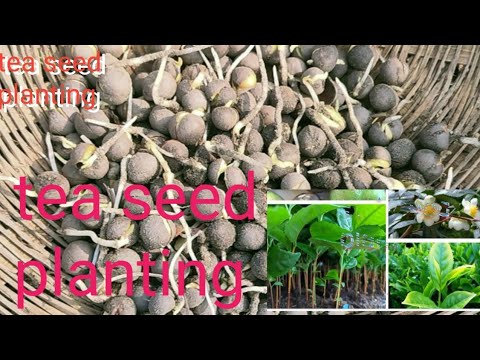 sa guti kenekoi rua hoi || how to plant tea seed || - YouTube