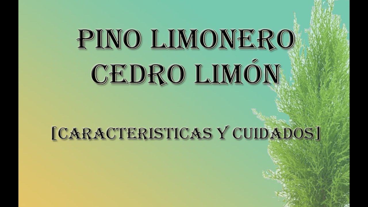 [JARDINERIA] - Cupressus, pino limonero o cedro limón - YouTube