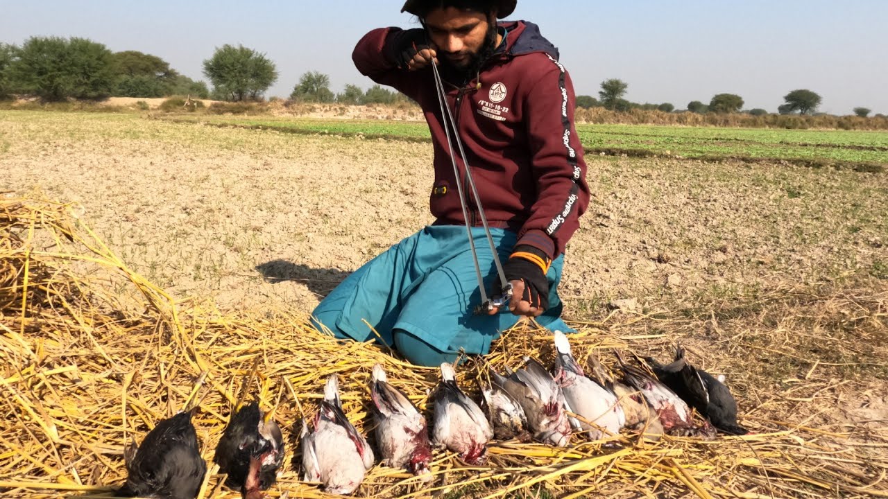 Birds Hunting with SlingShot - YouTube
