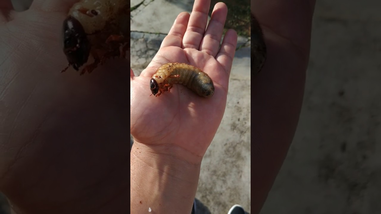 Mojojoy gigante o chiza, larva escarabajo rinoceronte (Coleoptera) en ...