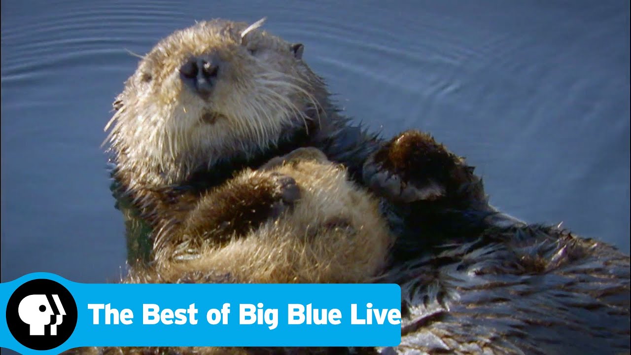 THE BEST OF BIG BLUE LIVE | Trailer | PBS - YouTube