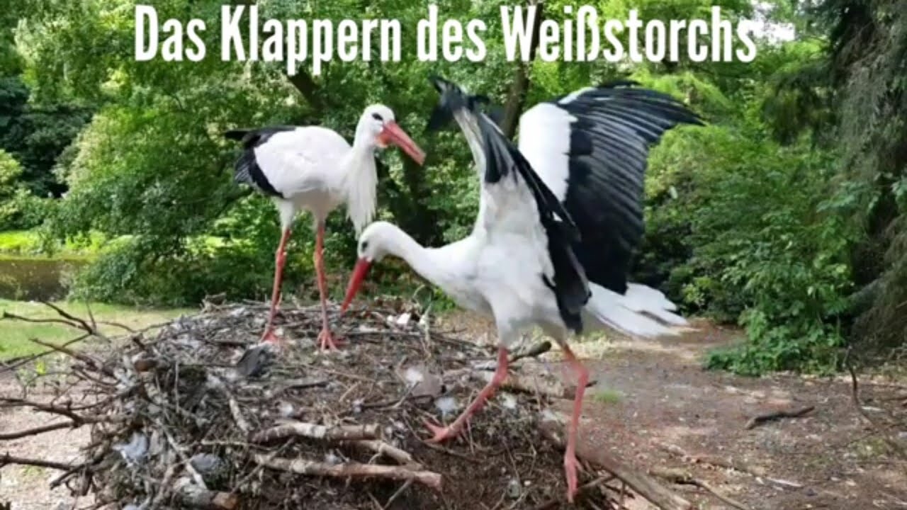 Die Laute des Weißstorchs #LoveNature #Weißstorch #Klappern # ...