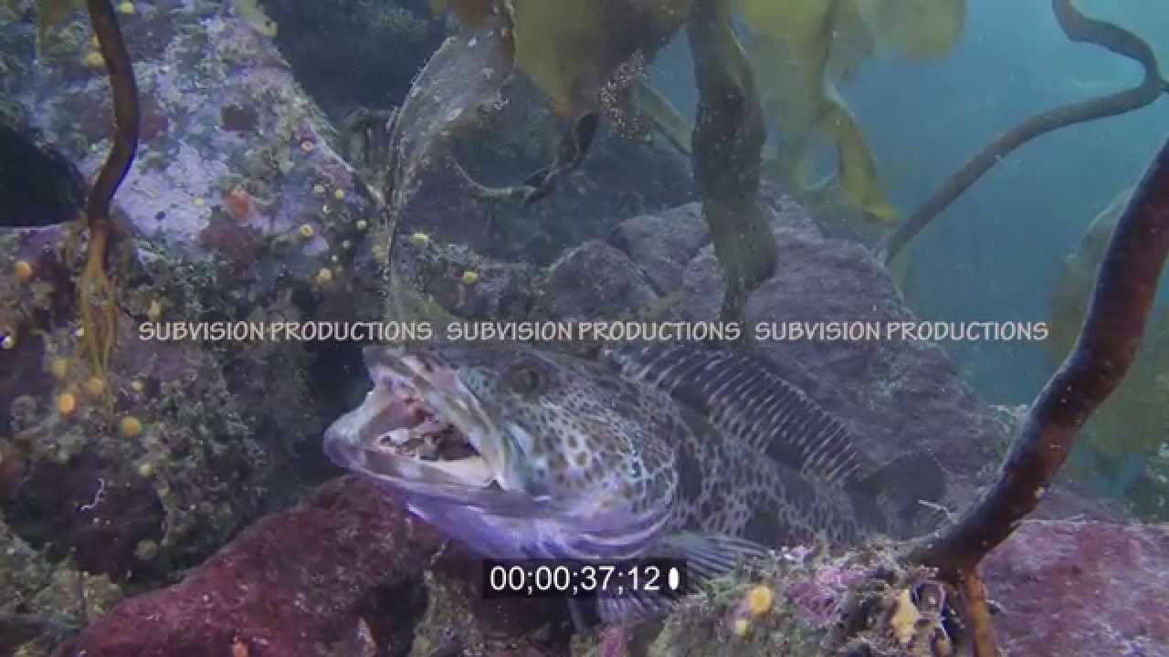 Lingcod eating painted greenling part 1 - YouTube