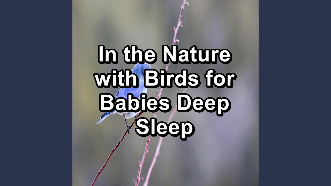 Rest Bird Sounds Ambience Sounds Relaxing and Calming - YouTube